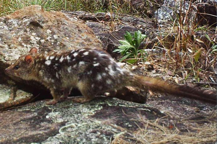Northern Quoll Fire Management Guidelines - Reef Catchments