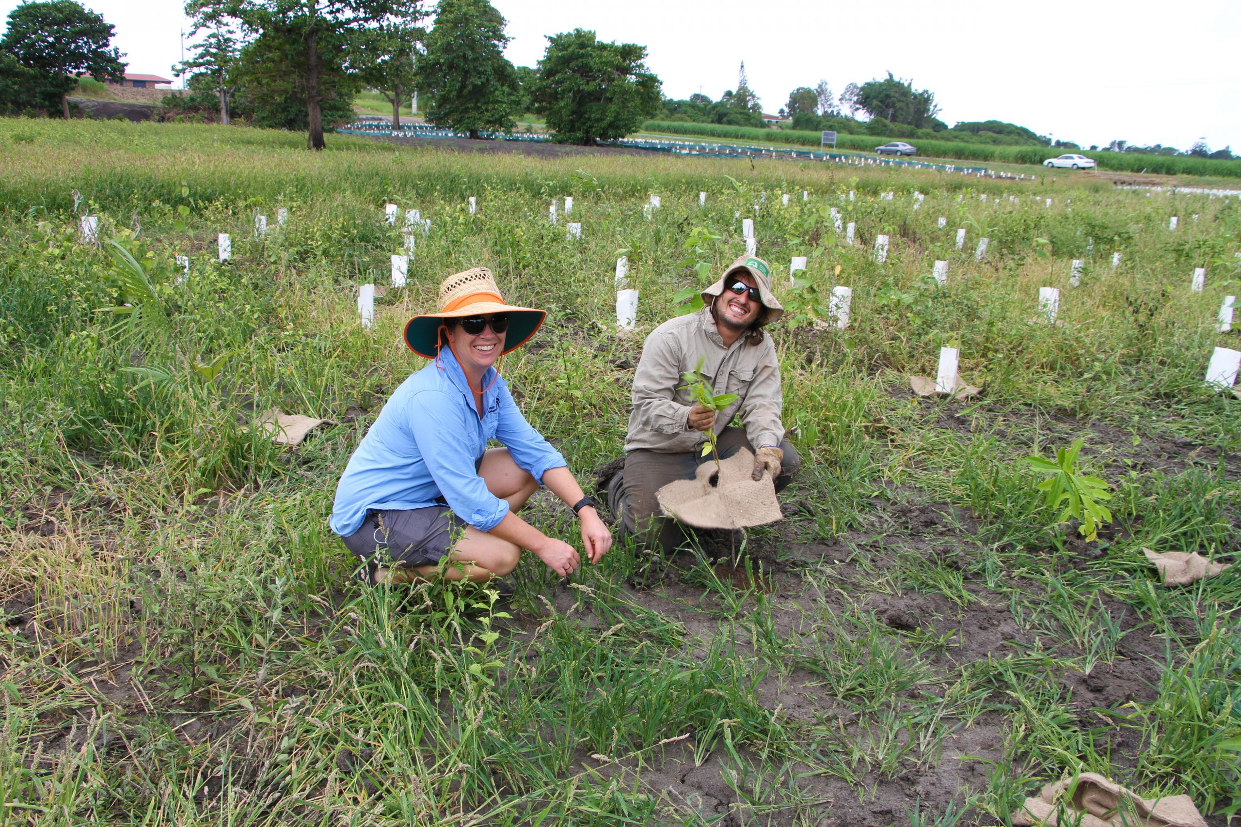 5000 seedlings in the ground at Racecourse Mill - Reef Catchments