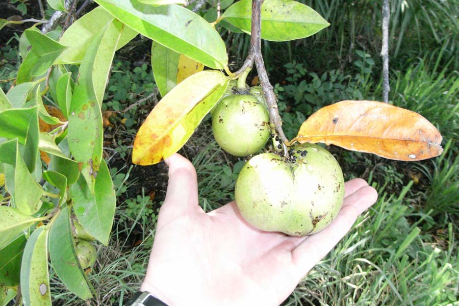 Species & Ecosystems Archive - Reef Catchments