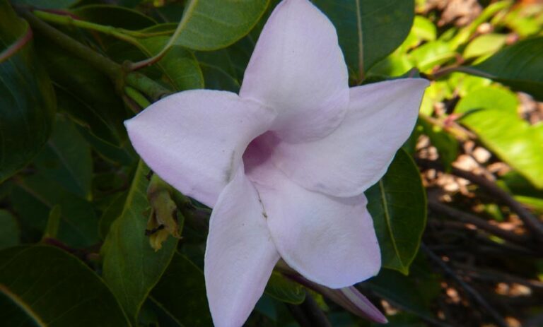 Rubber Vine Fire Management Guidelines - Reef Catchments