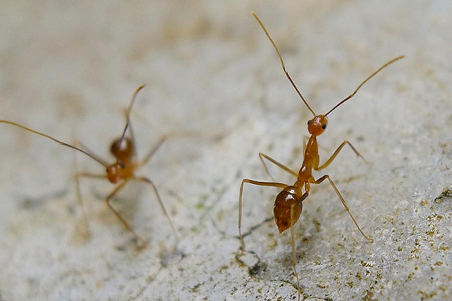 Yellow Crazy ants - Reef Catchments Yellow Crazy ants