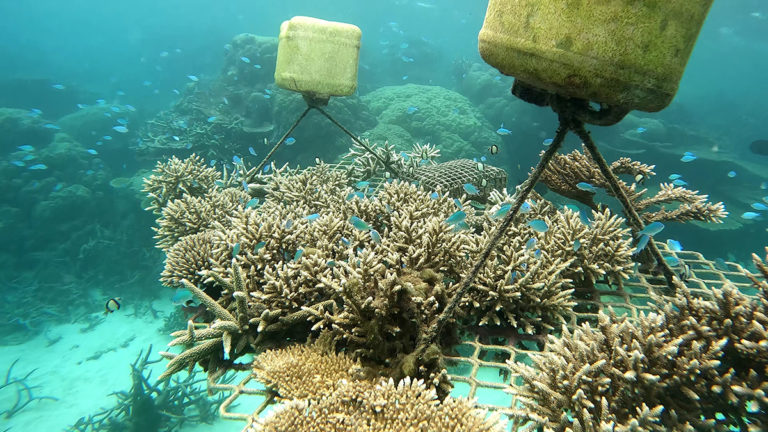 Whitsunday Reef Islands Initiative - Reef Catchments