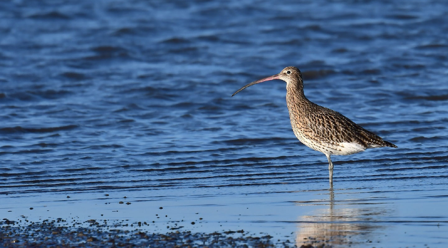 Eastern Curlew - Reef Catchments