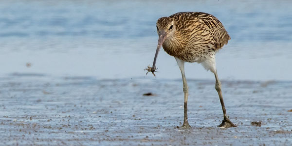 Eastern Curlew - Reef Catchments