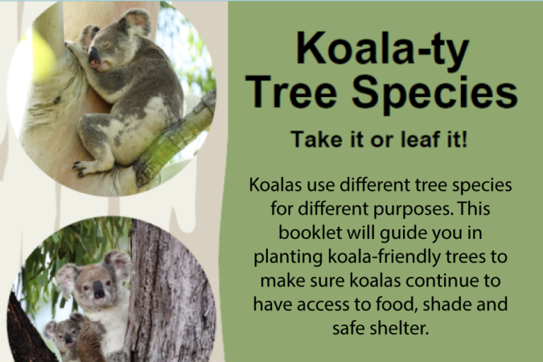 Koala Tree Species - Reef Catchments