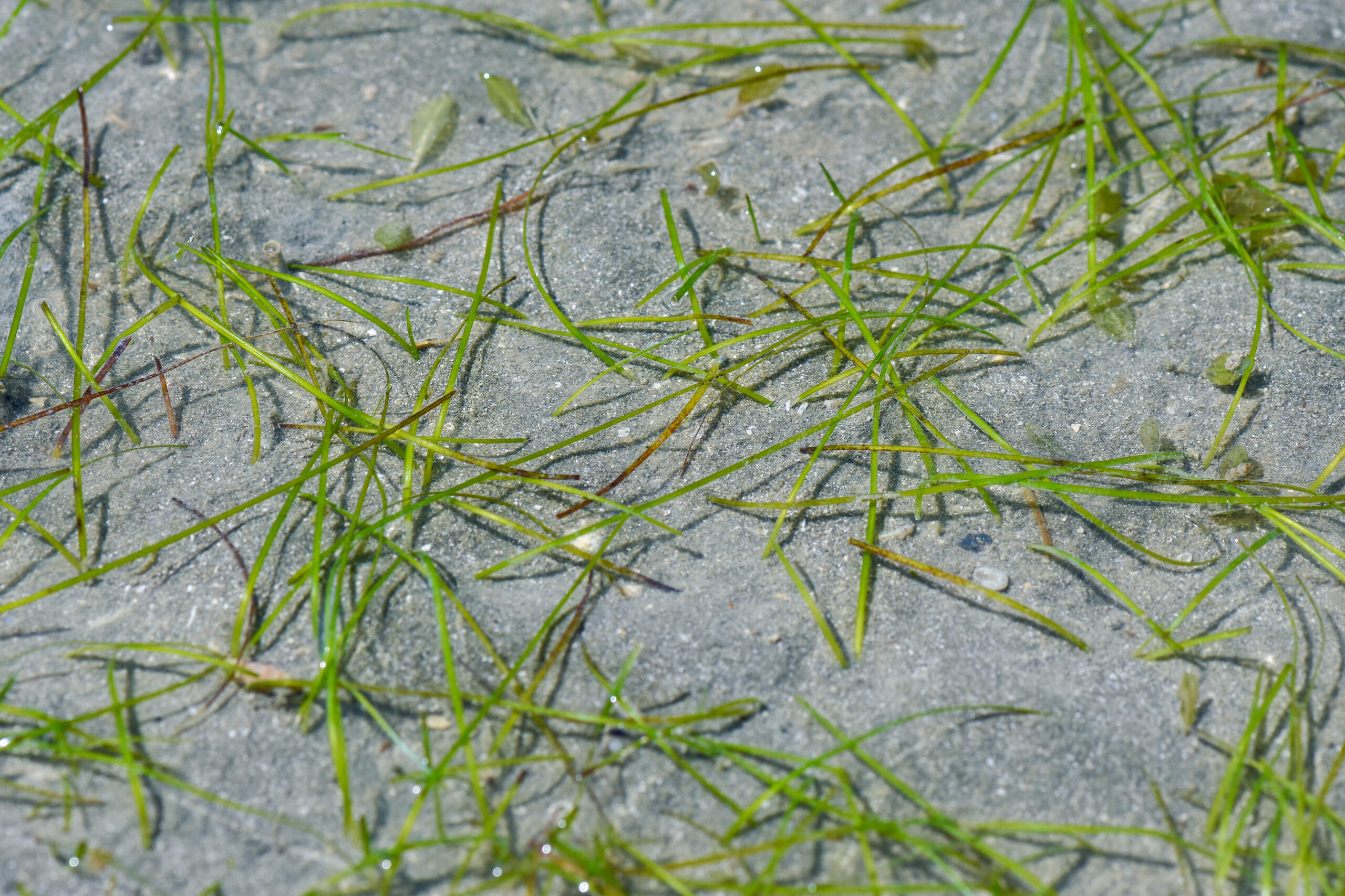 (Sea)Grassroots - Reef Catchments