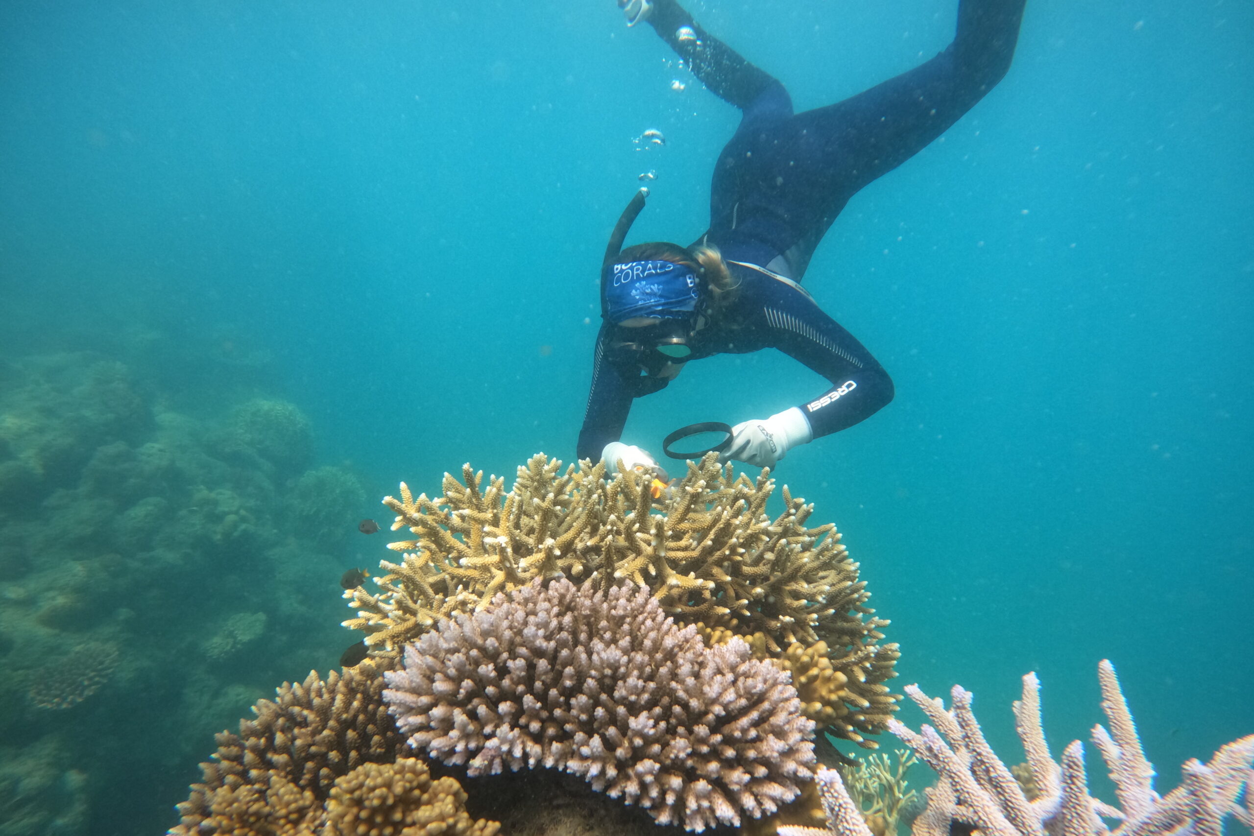How Gravid Coral Checks Help to Predict Spawning - Reef Catchments